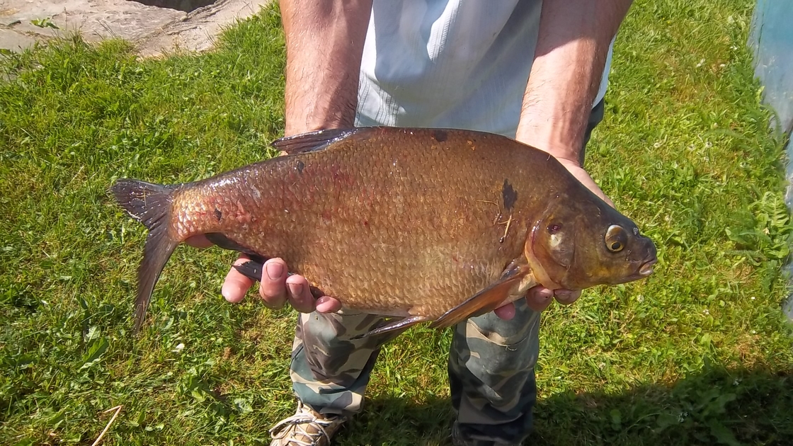 Carp bream, 4lb 6oz , cought at 06/05/2013 - information about the ...