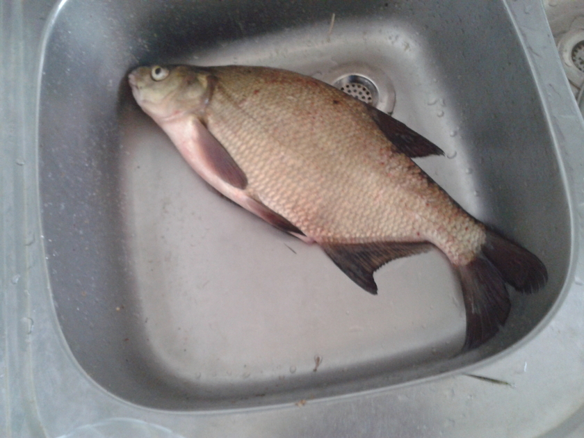 Carp bream, 1lb 15oz , cought at 06/26/2014 - information about the ...