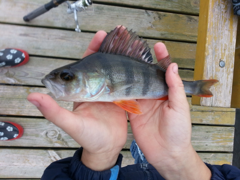 Eurasian perch, 1lb 15oz, 1ft 2in , cought at 09/21/2013 - information ...