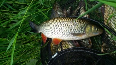 chub, 2lb 13oz, 1ft 5(1/2)in , cought at 05/29/2014 - information about ...