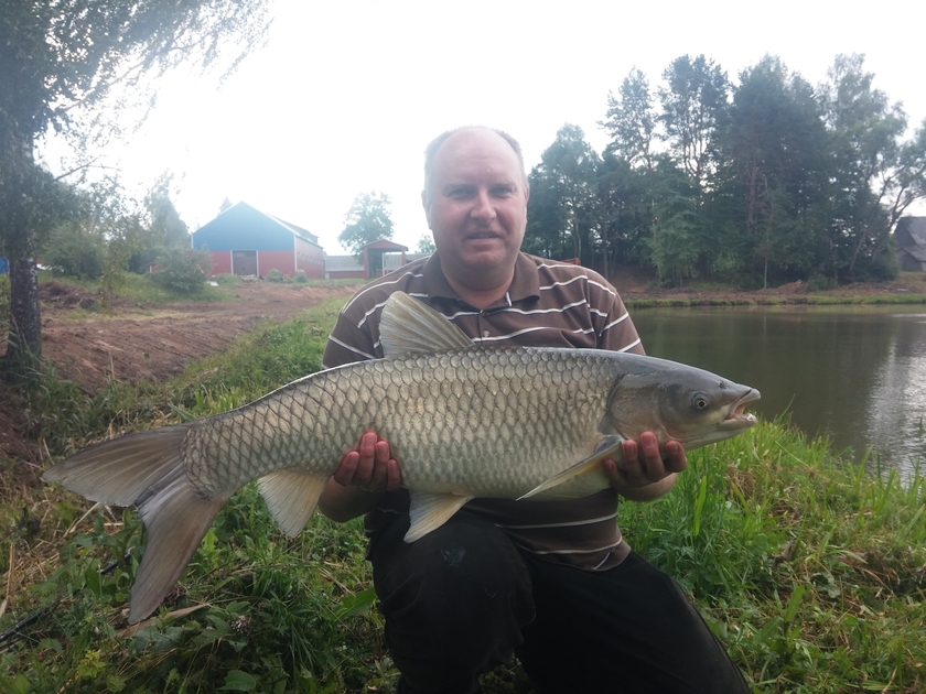 Grass carp, 26lb 7oz , cought at 07/13/2014 - information about the ...