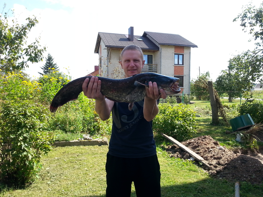 Wels catfish, 6lb 13oz, 2ft 6(1/2)in , cought at 08/13/2014 ...