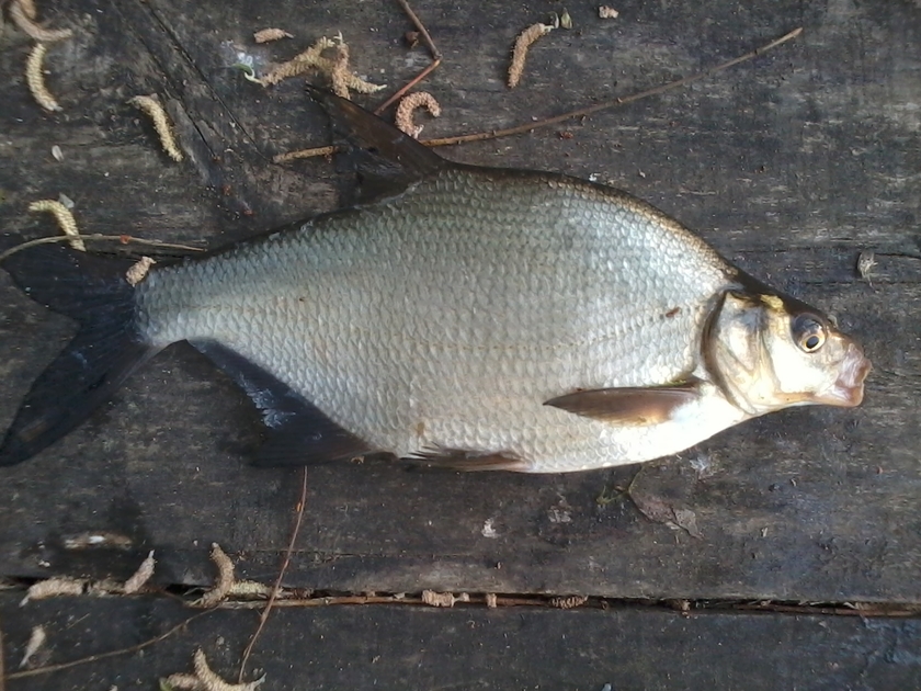 Carp bream, 1lb 10oz , cought at 05/18/2014 - information about the ...