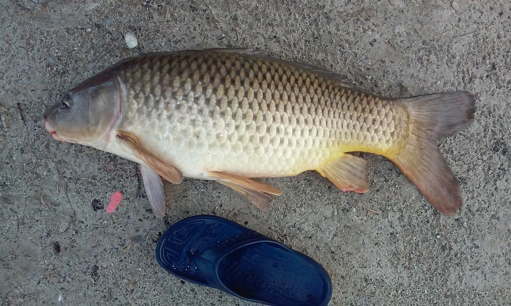Carp, 18lb 11oz , cought at 08/27/2014 - information about the catch ...