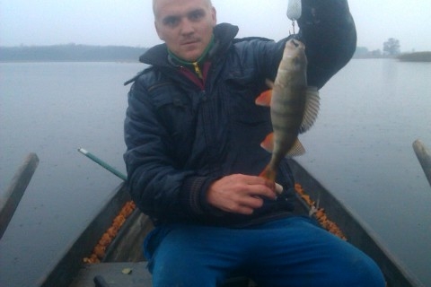 Eurasian perch, 1lb 1oz , cought at 11/07/2014 - information about the ...