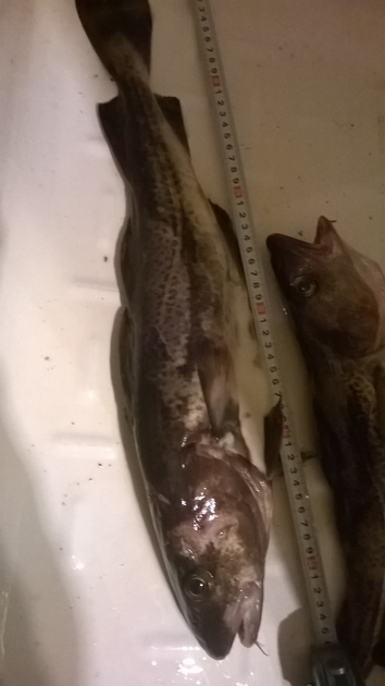 Atlantic cod, 3lb 5oz, 1ft 9(1/2)in , cought at 11/05/2014 ...