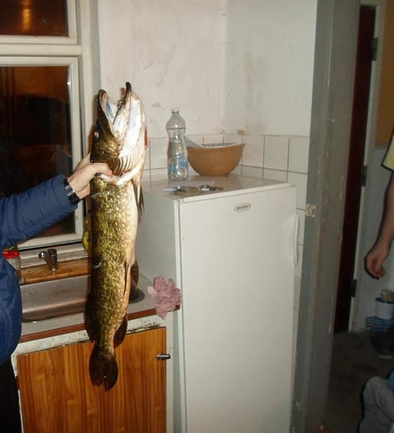 Northern Pike, 8lb 2oz , cought at 01/20/2015 - information about the ...