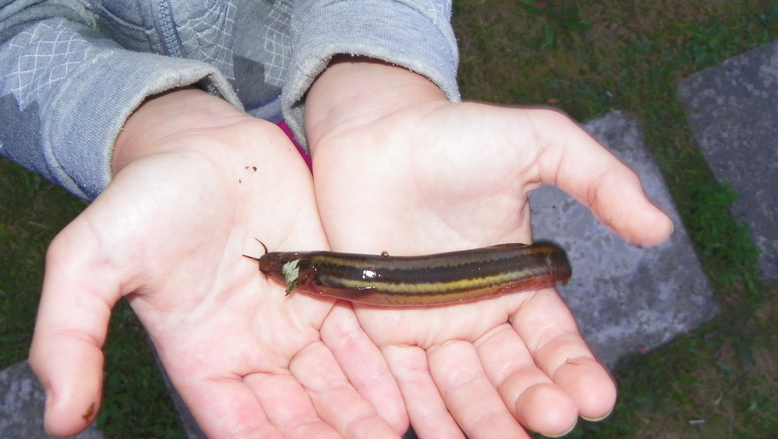 European weather loach, 4in , cought at 08/13/2014 - information about ...