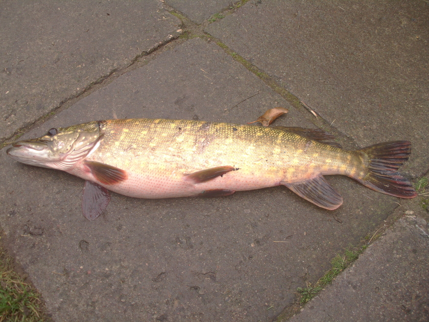 Northern Pike, 6lb 9oz, 2ft 5(1/2)in , cought at 11/02/2014 ...