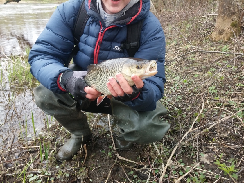 chub, 2lb 13oz, 1ft 5(1/2)in , cought at 04/18/2015 - information about ...
