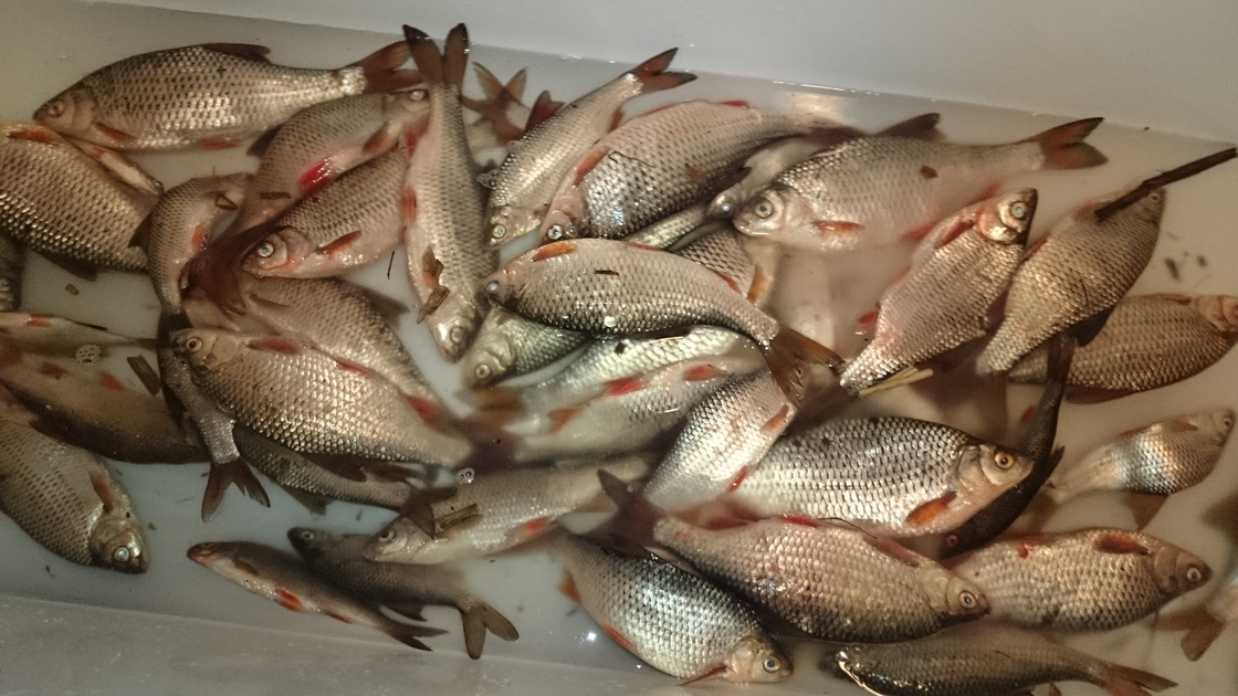 Roach , cought at 04/23/2015 - information about the catch | Pinfishing.com