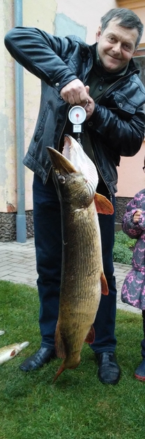 Northern Pike, 25lb 5oz , cought at 11/09/2014 - information about the ...