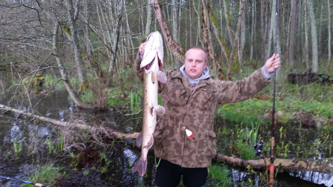 Northern Pike, 12lb 12oz, 3ft 2in , cought at 05/02/2015 - information ...