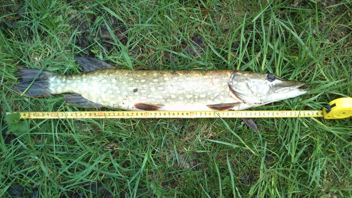 Northern Pike, 4lb 6oz, 2ft 1(1/2)in , cought at 05/06/2015 ...