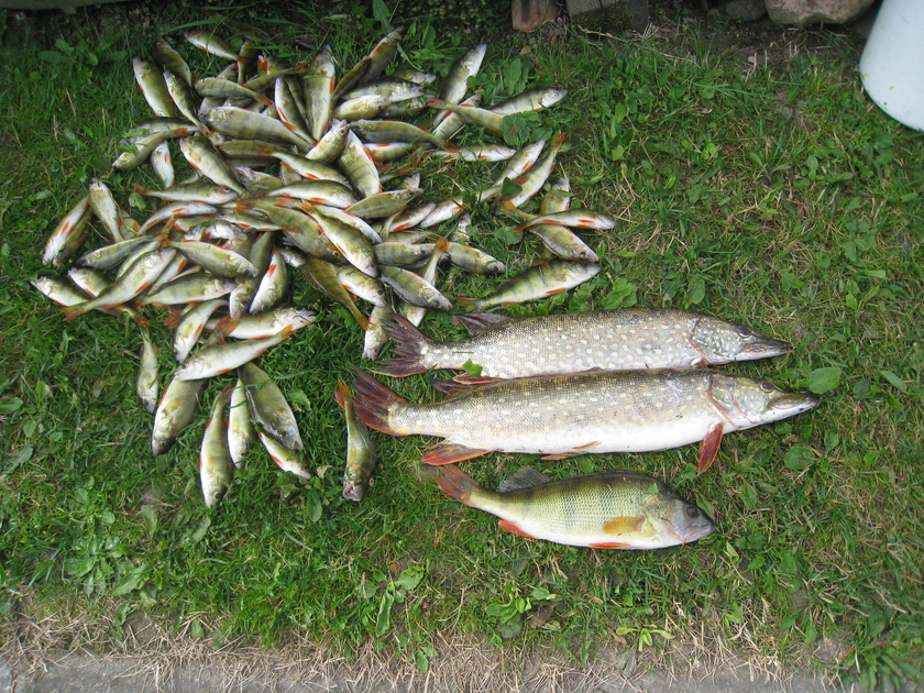 Northern Pike, 4lb 6oz, 2ft 1in , cought at 07/19/2014 - information ...