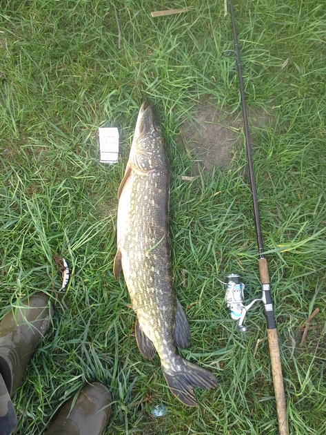 Northern Pike, 12lb 2oz, 2ft 11(1/2)in , cought at 05/10/2015 ...