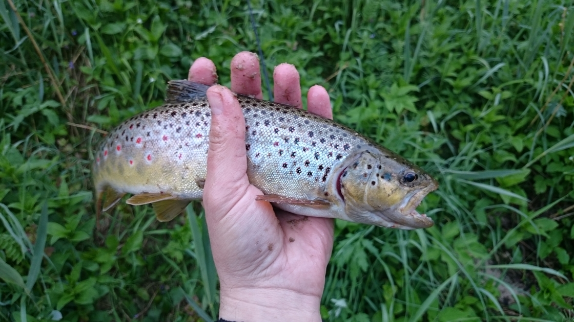 Margasis upėtakis , cought at 05/23/2015 - information about the catch ...