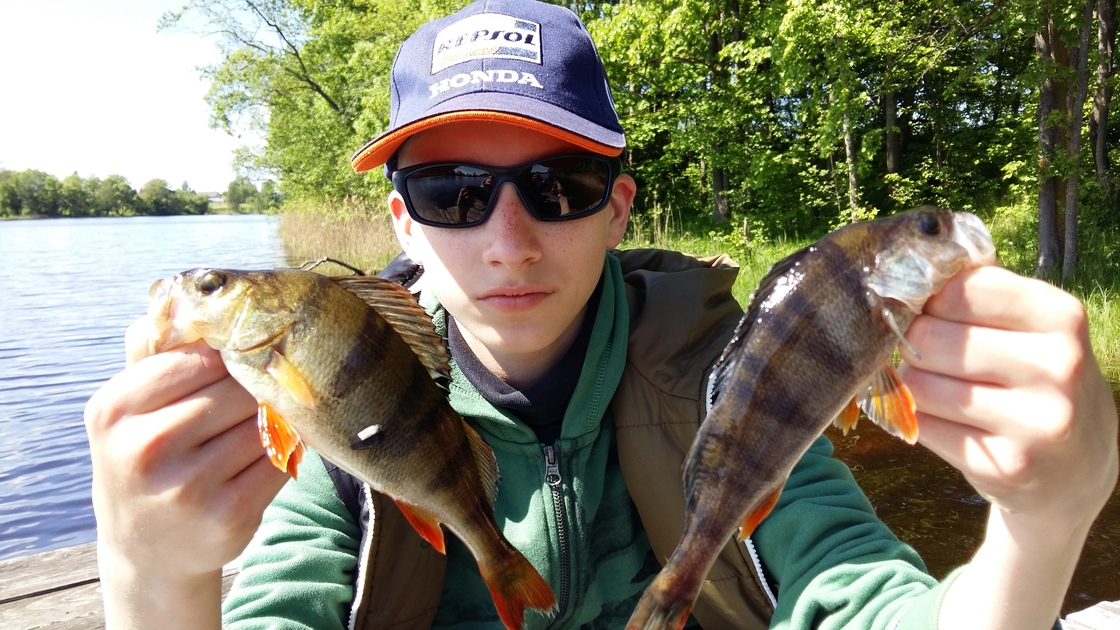 Eurasian perch , cought at 05/24/2015 - information about the catch ...
