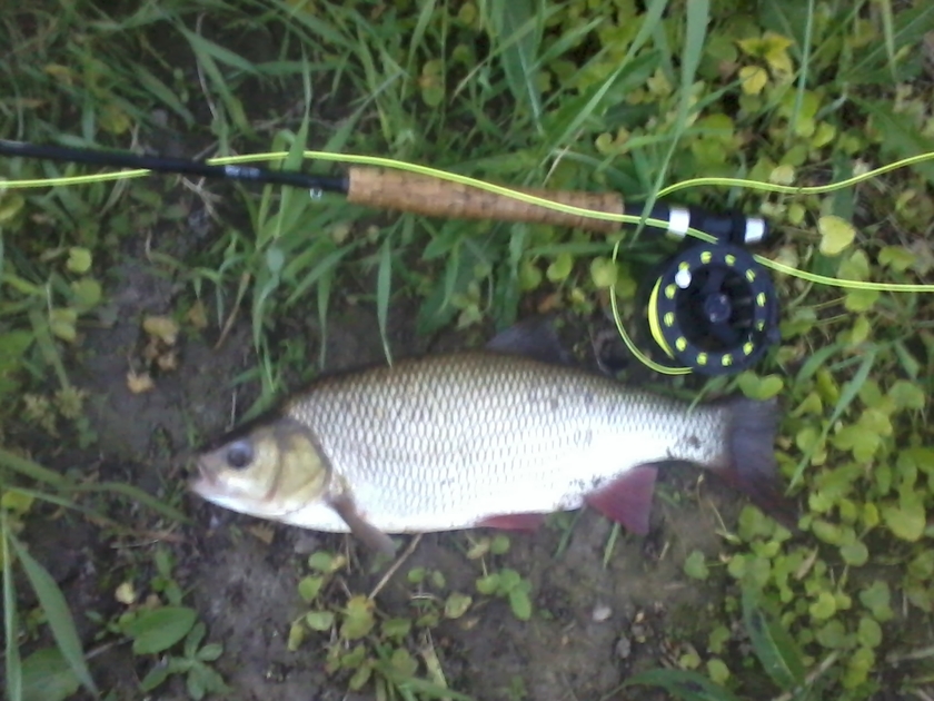 Ide, 2lb 12oz, 1ft 5(1/2)in , cought at 06/05/2015 - information about ...