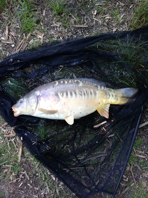 Carp, 11lb 7oz , cought at 06/07/2015 - information about the catch ...