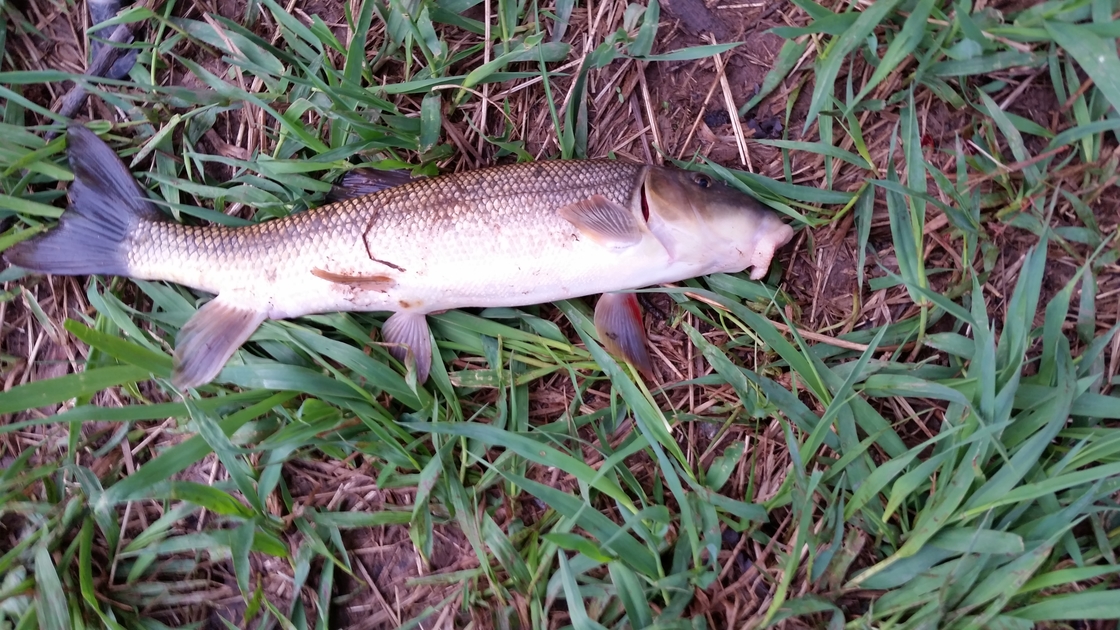 White Sucker, 1lb 1oz, 1ft 1(1/2)in , cought at 06/01/2015 ...