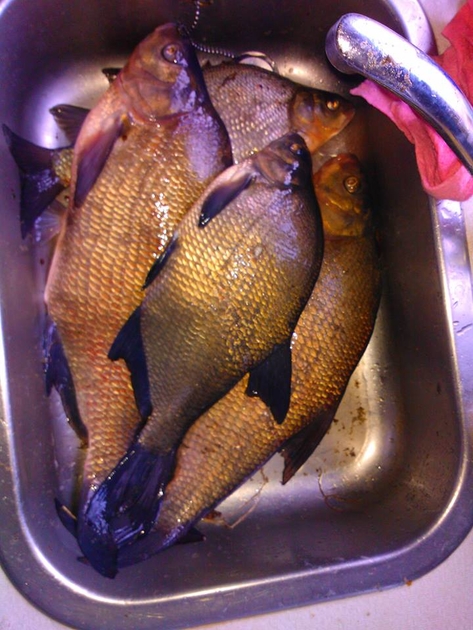 Carp bream , cought at 05/09/2013 - information about the catch ...