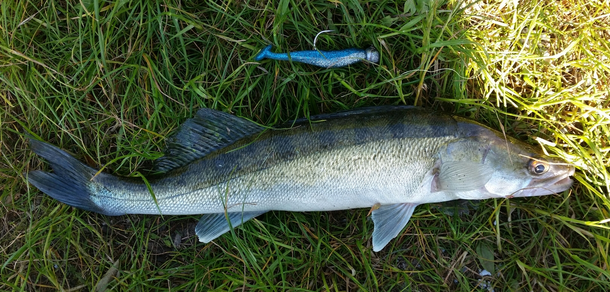 Pike perch, 1lb 1oz , cought at 06/06/2015 - information about the ...