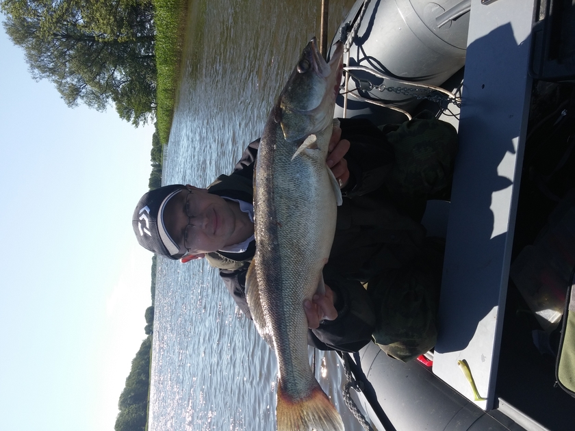 Pike perch, 8lb 10oz , cought at 05/31/2015 - information about the ...