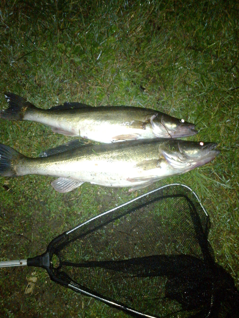 Pike perch, 8lb 6oz, 2ft 4(1/2)in , cought at 06/14/2015 - information ...