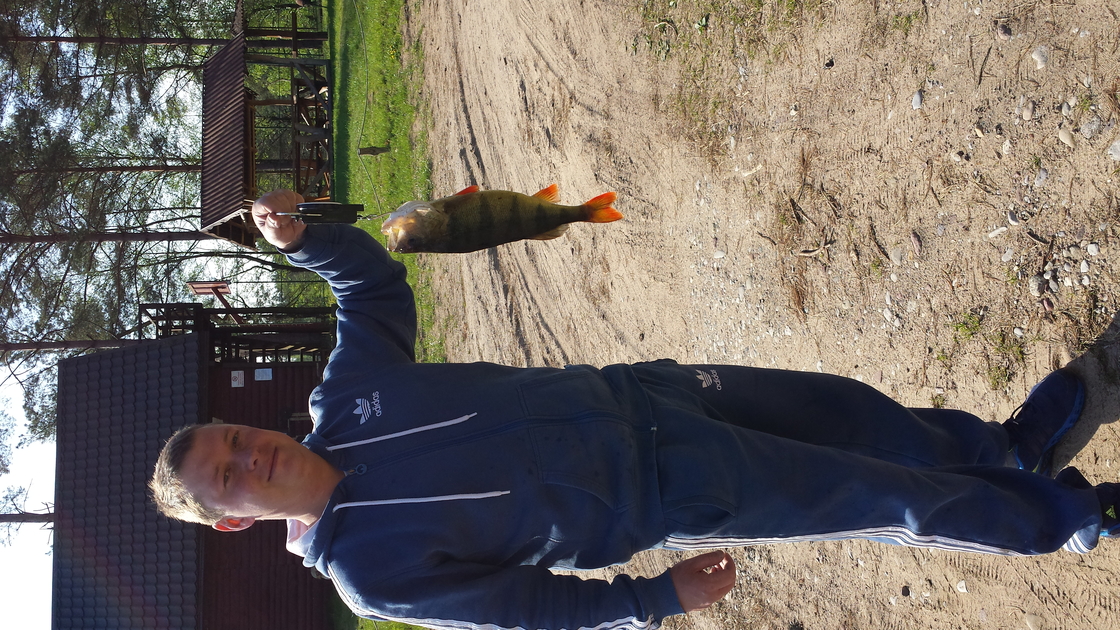 Eurasian perch, 2lb 3oz , cought at 05/09/2015 - information about the ...