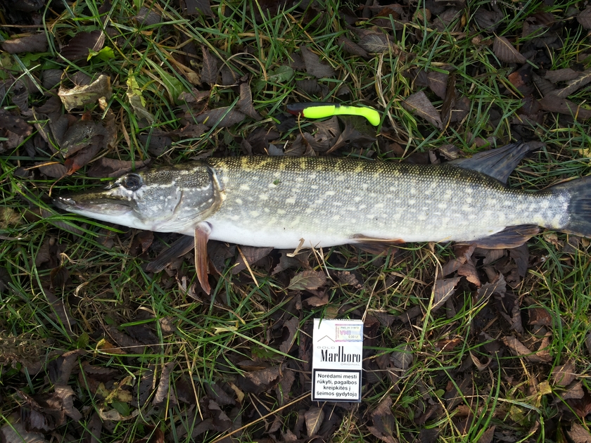 Northern Pike, 4lb 13oz , cought at 06/24/2015 - information about the ...