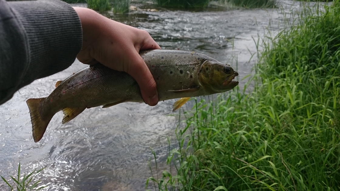 Margasis upėtakis, 15oz, 1ft , cought at 06/24/2015 - information about ...