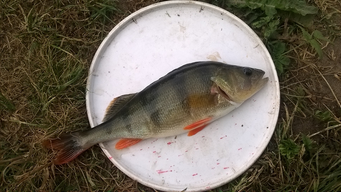 Eurasian perch, 1lb 1oz , cought at 06/19/2015 - information about the ...