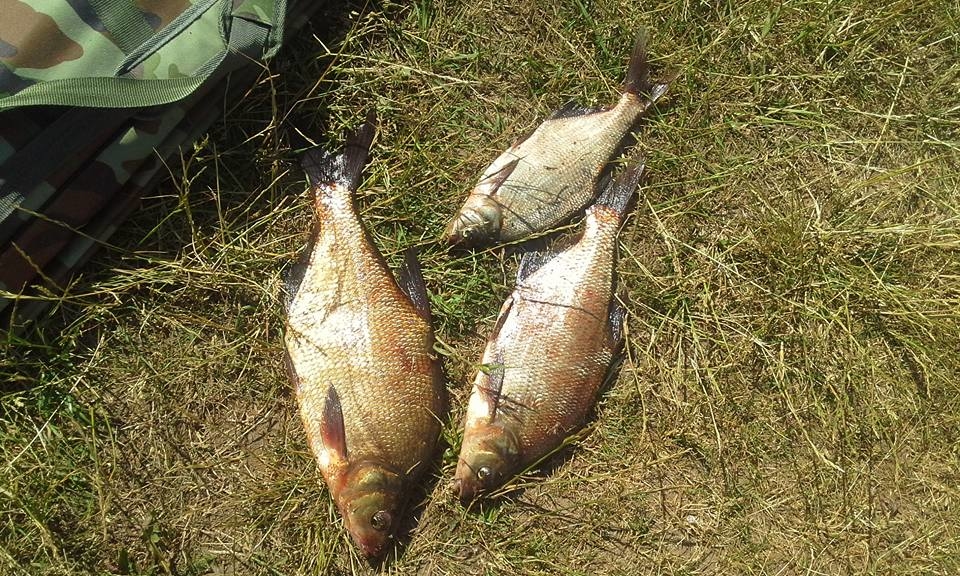 Carp bream, 3lb 1oz , cought at 06/20/2015 - information about the ...