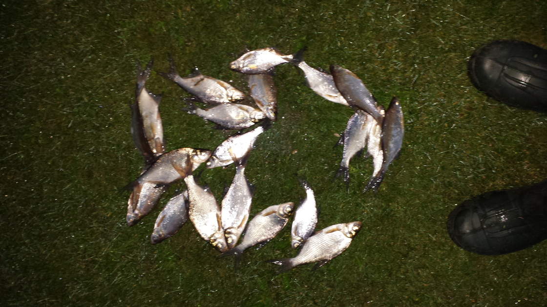 Carp bream , cought at 06/21/2015 - information about the catch ...
