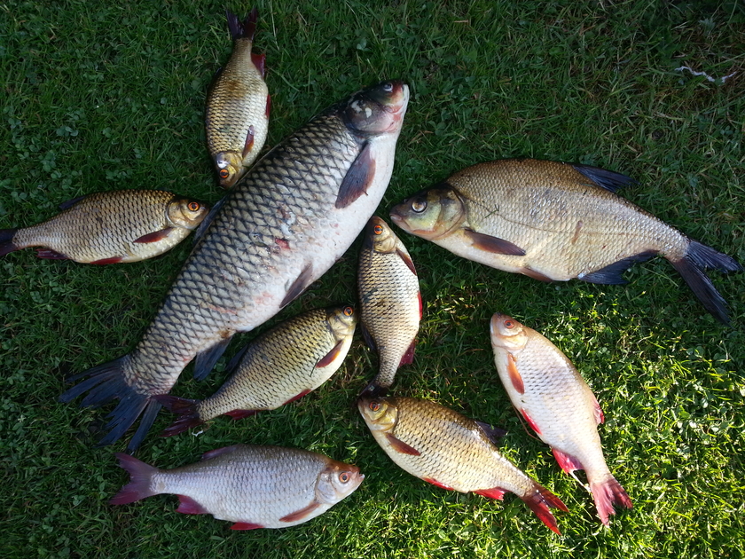 Grass carp, 4lb 6oz , cought at 06/14/2015 - information about the ...