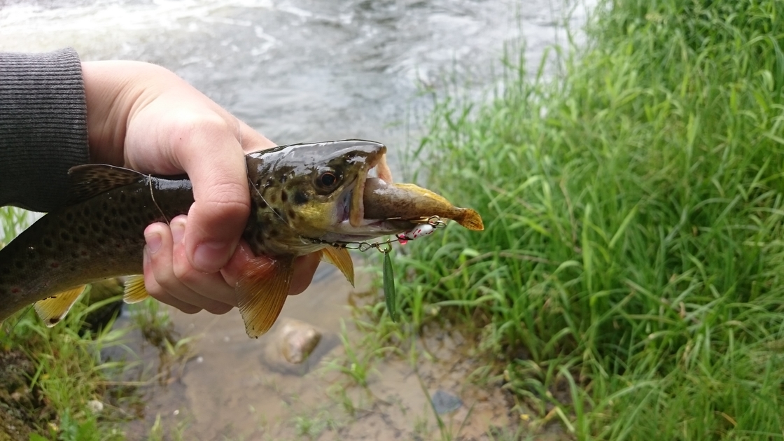 Margasis upėtakis , cought at 06/25/2015 - information about the catch ...