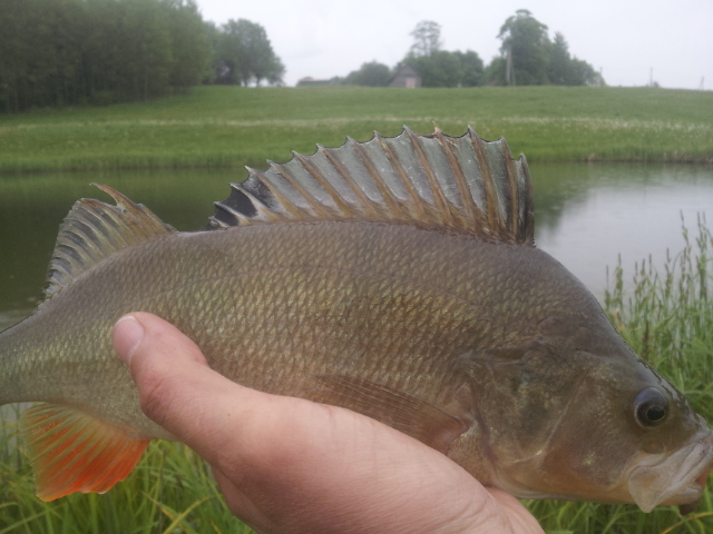 Eurasian perch, 1lb 15oz , cought at 05/22/2015 - information about the ...