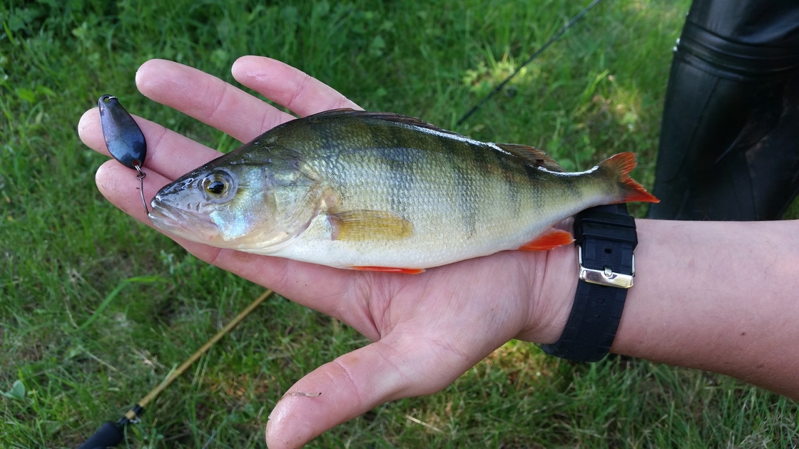 Eurasian perch , cought at 06/27/2015 - information about the catch ...
