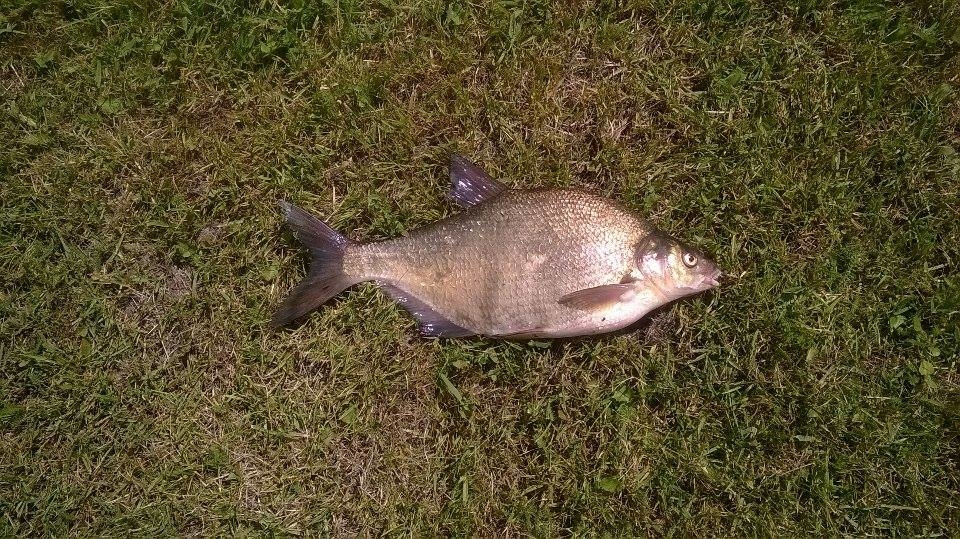 Carp bream, 3lb 4oz , cought at 06/28/2015 - information about the ...