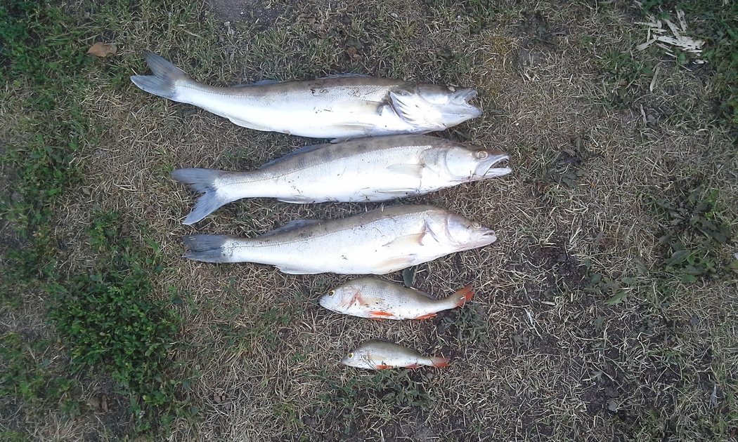 Pike perch, 3lb 8oz, 1ft 5(1/2)in , cought at 07/01/2015 - information ...