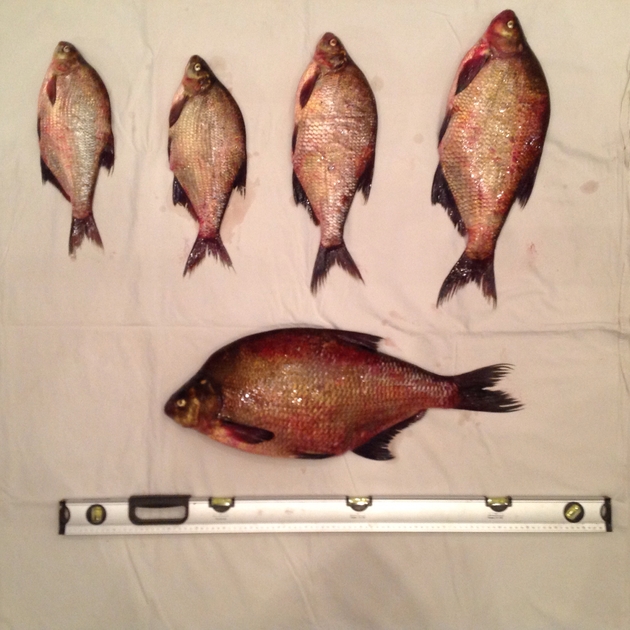 Carp bream, 10lb 9oz, 2ft 1(1/2)in , cought at 07/04/2015 - information ...