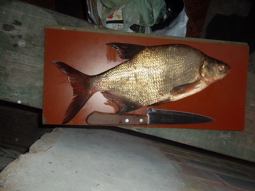 Carp bream , cought at 06/25/2015 - information about the catch ...