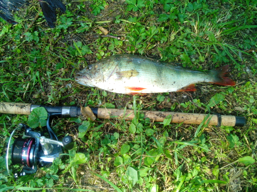 Eurasian perch, 1lb 8oz , cought at 07/06/2015 - information about the ...