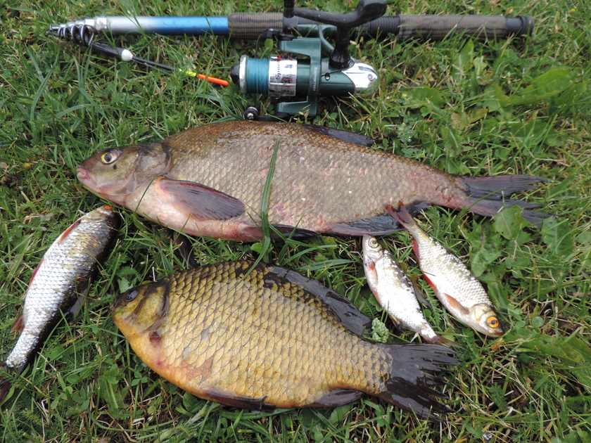 Carp bream, 1lb 15oz, 1ft 3(1/2)in , cought at 07/13/2015 - information ...