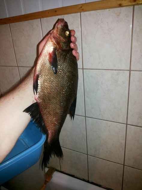 Carp bream, 3lb 4oz , cought at 07/01/2015 - information about the ...