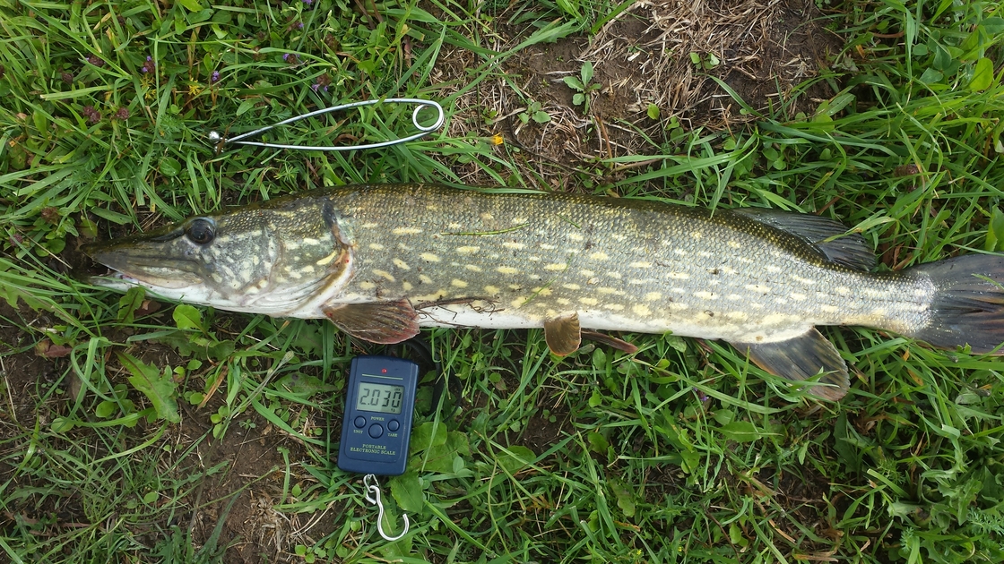 Northern Pike, 4lb 6oz , cought at 07/20/2015 - information about the ...