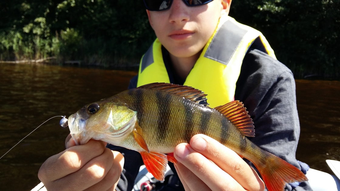 Eurasian perch , cought at 07/19/2015 - information about the catch ...