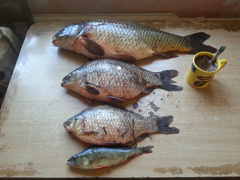 Carp, 8lb 2oz, 1ft 11in , cought at 07/25/2015 - information about the ...