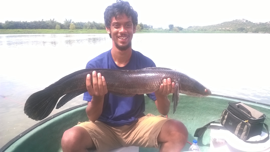Common snakehead, 11lb , cought at 09/22/2014 - information about the ...